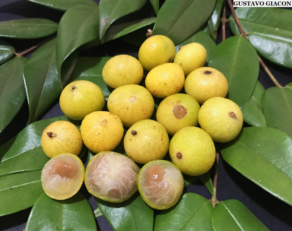 Viveiro Ciprest - Plantas Nativas e Exóticas: Cambucá de Praia ...