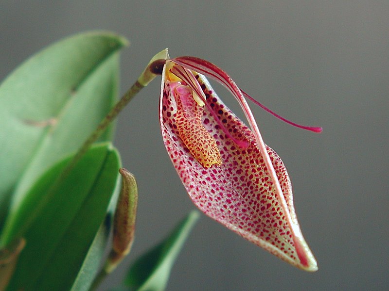 Restrepia guttulata care and culture | Travaldo's blog