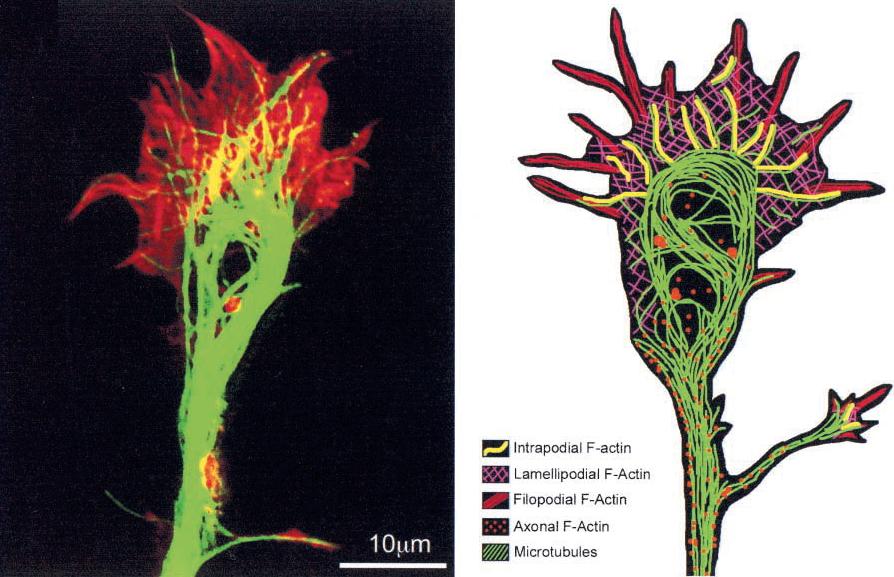 Growth cone and its role in axonal guidance ~ Advanced Neurobiology
