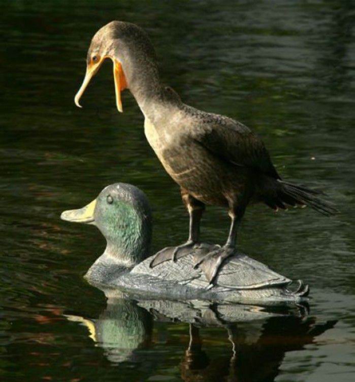 FUNNY PICTURES: Funny Bird Pictures