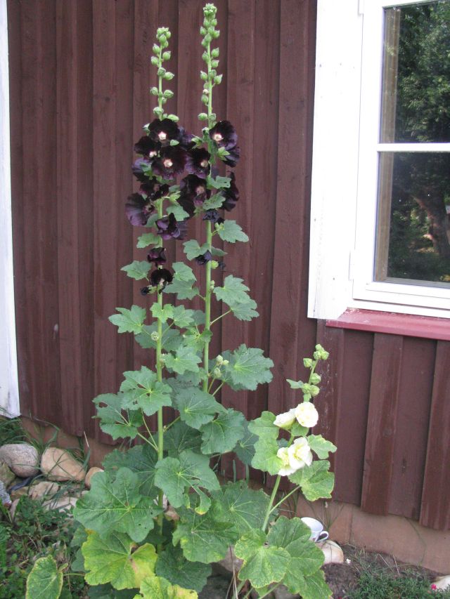 Aastaring lillepeenras: Kollane tokkroos