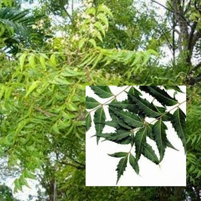 kenali tumbuhan herba dan tanaman hiasan berbunga: pokok semambu / daun ...