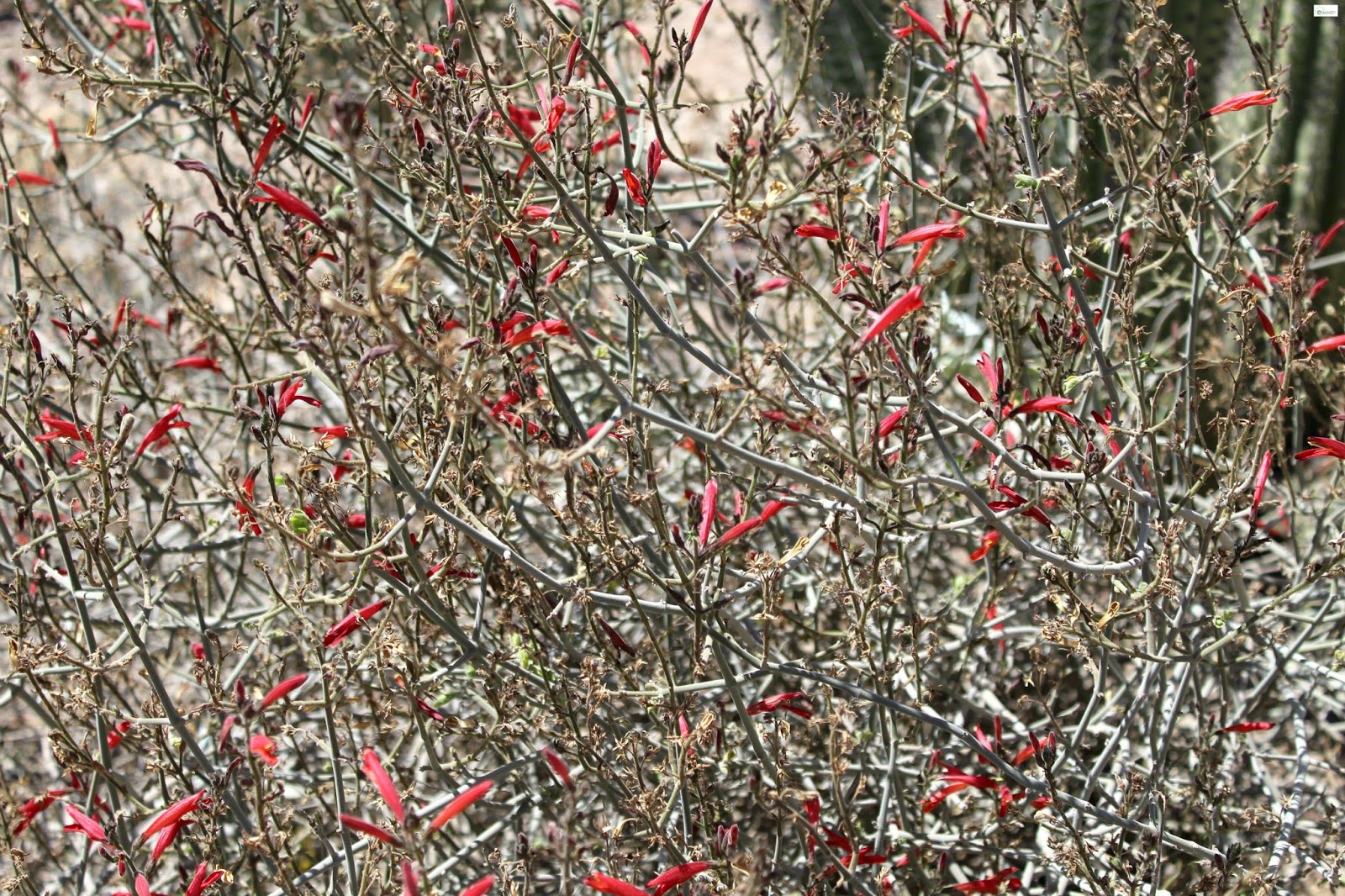 Wildflower Loop Trail, Desert Botanical Garden, Arizona | Caravan Sonnet