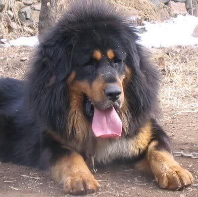 Dog: Mongolian Bankhar about 24 documents