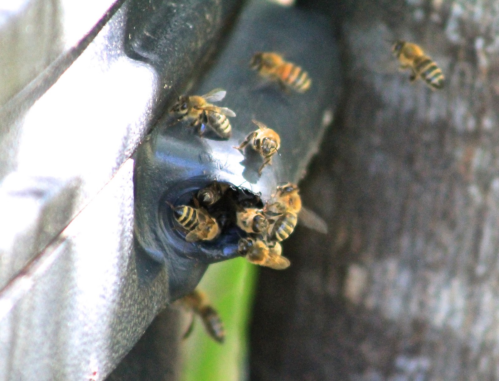 the birdhaus---posts from the aviary: Repurposing an old trash can into ...