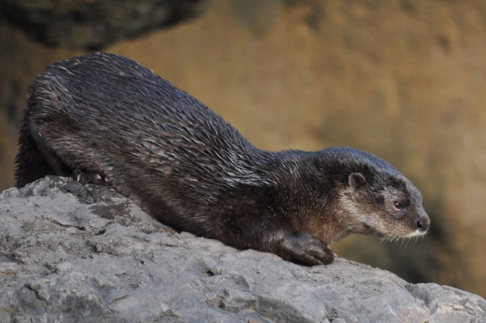 ZOOTOGRAFIANDO (6.100 ANIMALS): NUTRIA DE CUELLO MOTEADO / SPOTTED ...