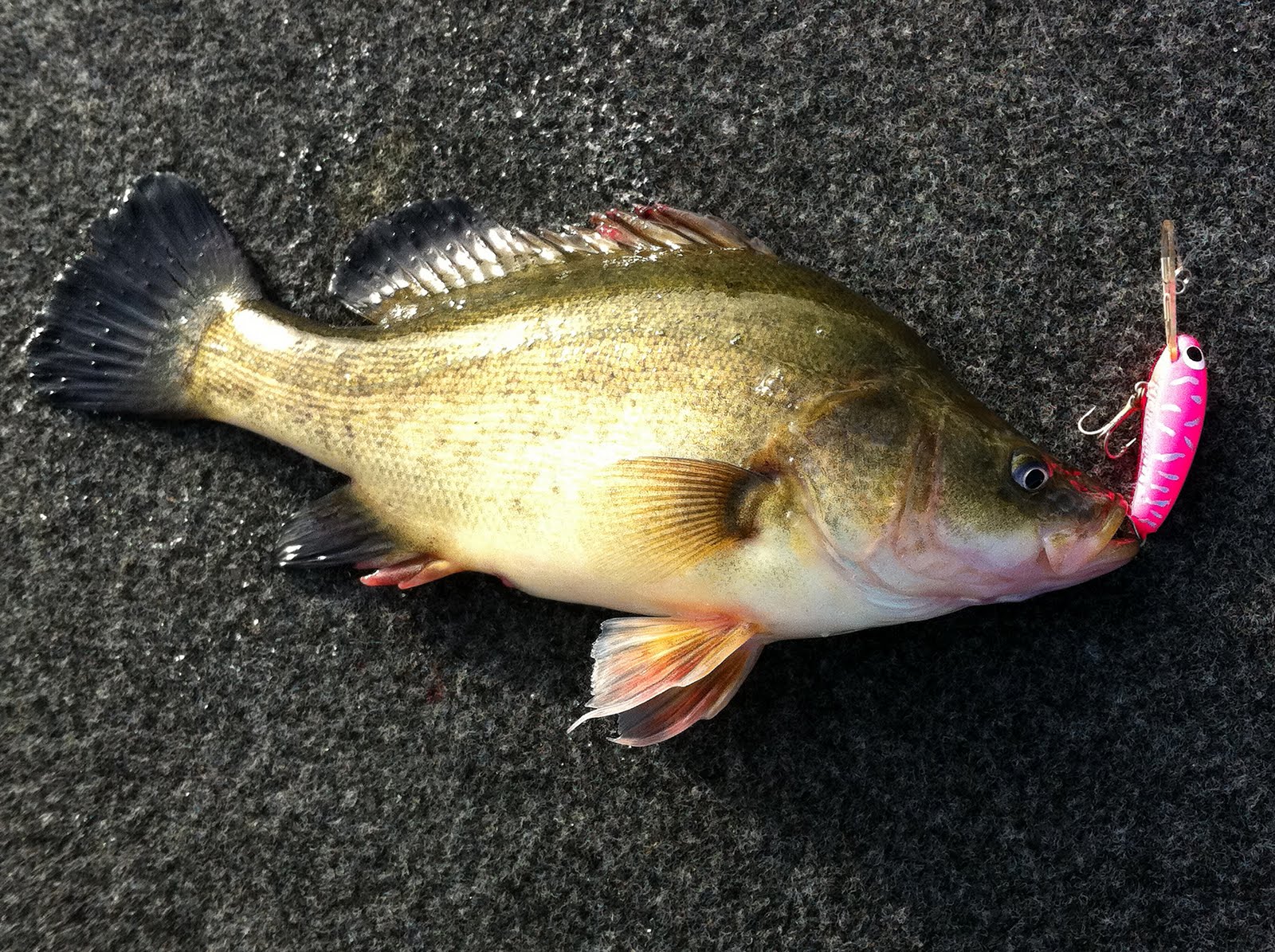 Wayne Ryan's blog: First Blood