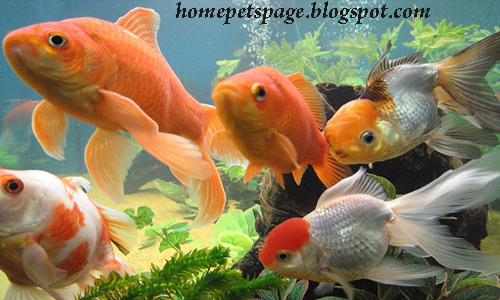 Home Pets Page: Goldfish as Home Pets