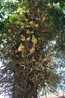 అఖిలవనిత: కిత్తూరు కోట వద్ద temple tree, naga linga