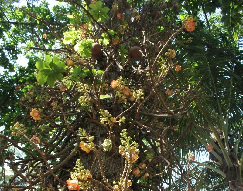 అఖిలవనిత: కిత్తూరు కోట వద్ద temple tree, naga linga