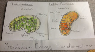 Maryanne's Science Class Ideas: Photosynthesis and Cellular Respiration ...