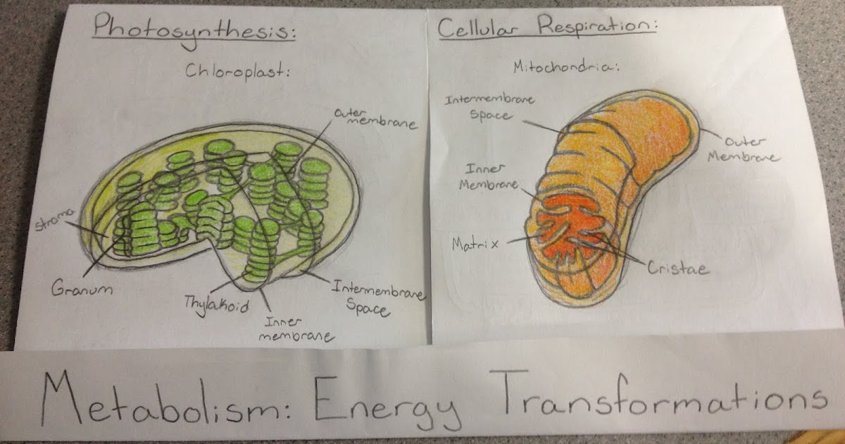 Maryanne's Science Class Ideas: Photosynthesis and Cellular Respiration ...