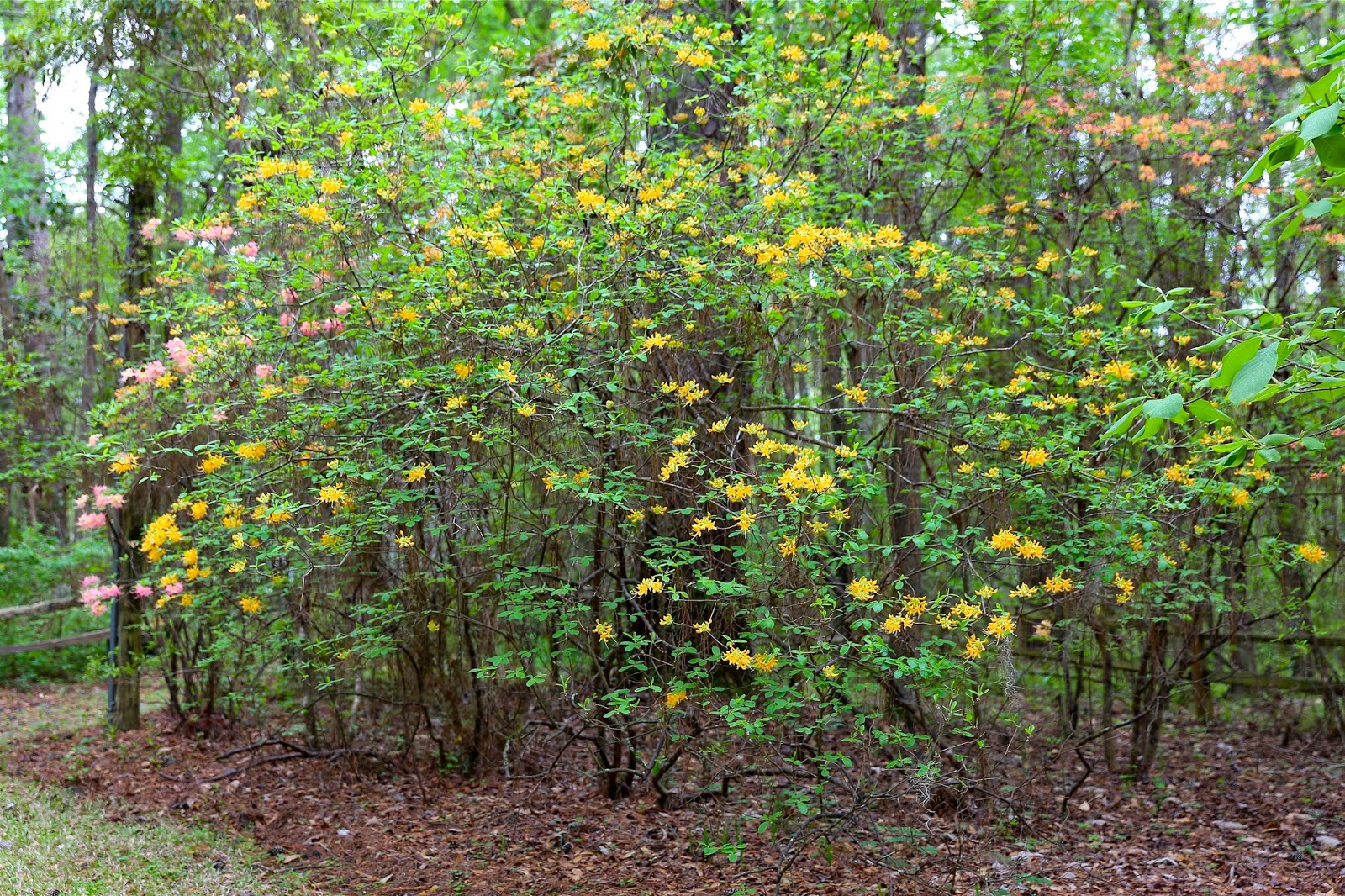 Sweet Southern Days: The Azaleas Are Blooming