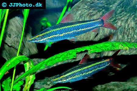 HEADSTANDER FISH photos - wallpapers | the fun bank