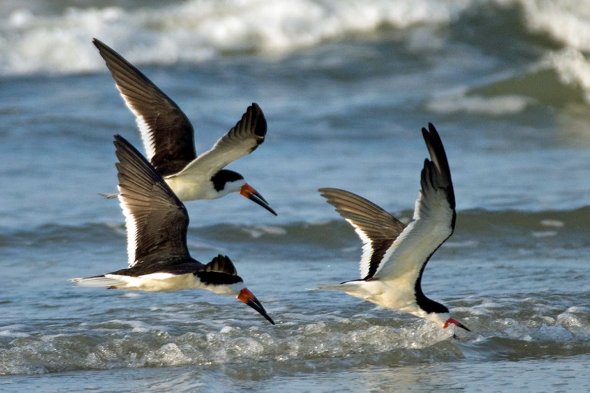 Diana Churchill Birds