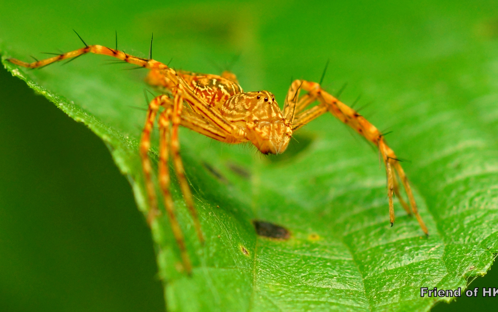 Photographic Wildlife Stories in UK/Hong Kong: Interesting Spiders
