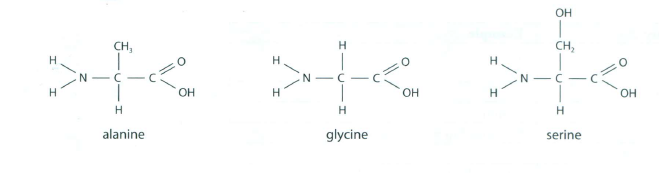 #16 Summary of Biological Molecules | Biology Notes for A level