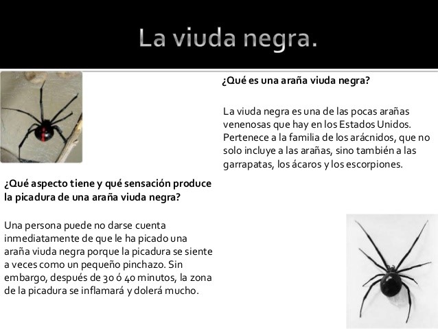 Ciencias Naturales CEUJA 2015: LA VIUDA NEGRA TOXINAS MORTALES