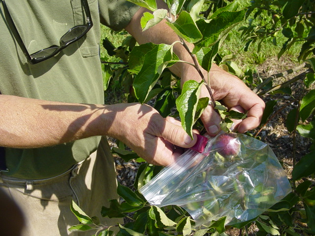 The Vegetable Garden: Apple Bagging Process