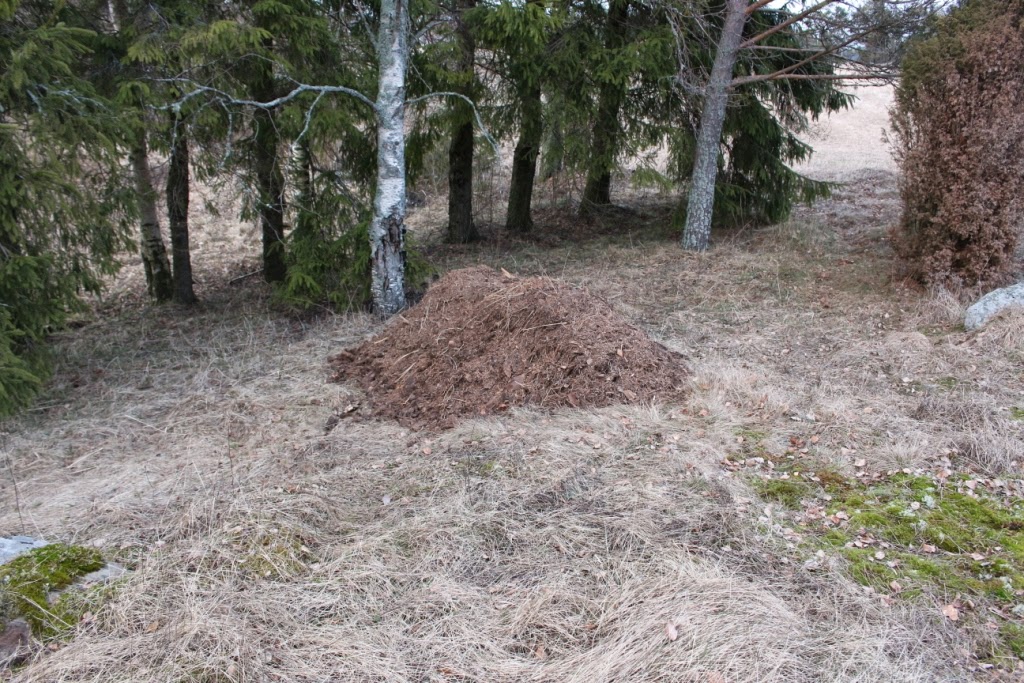 Livet på Lillgård: Myrstack!