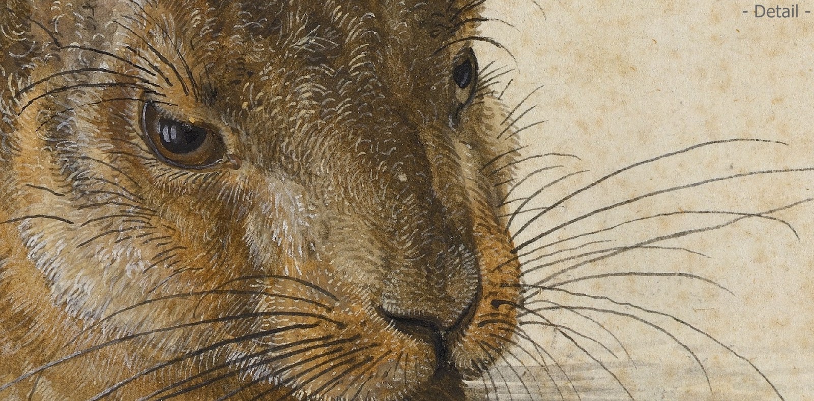 Enjoy some Damn Fine Art : Albrecht Dürer. The wild Hare (‘Feldhase ...