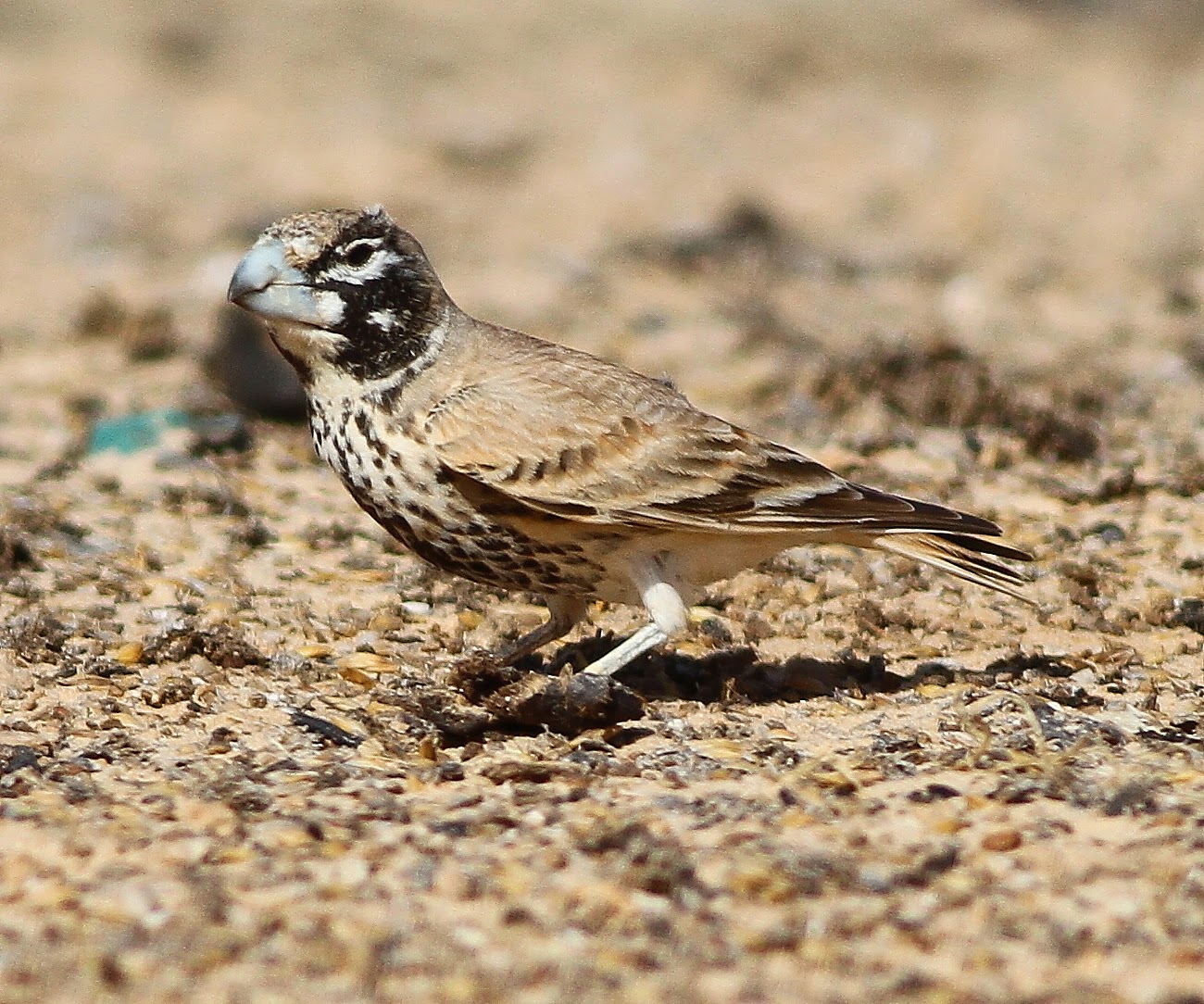 Birding Poole Harbour & Beyond: 12 Feb 14 - Farewell To The Desert
