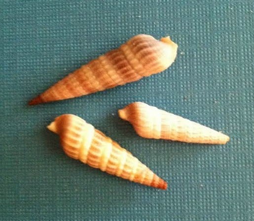 Tickled To Tangle: Teenos - A New Tangle!