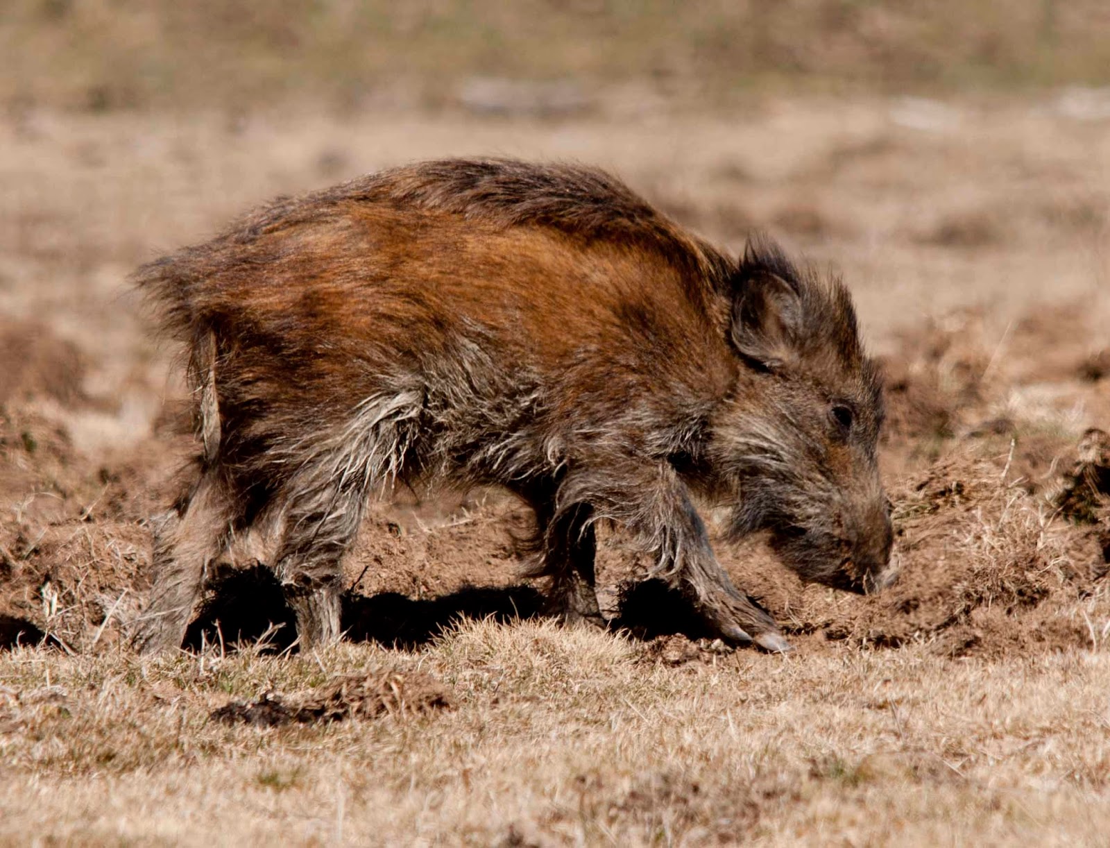 Marcas del jabalí en árboles