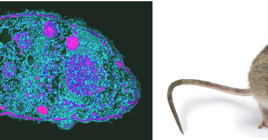 Mind Manipulating Parasite and Fatal Attractions - Science in the City