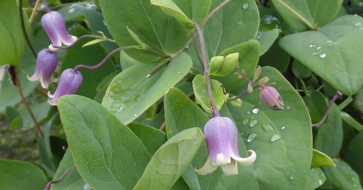 60歳で無職の優雅な日々: クレマチス・アディソニー Clematis addisonii