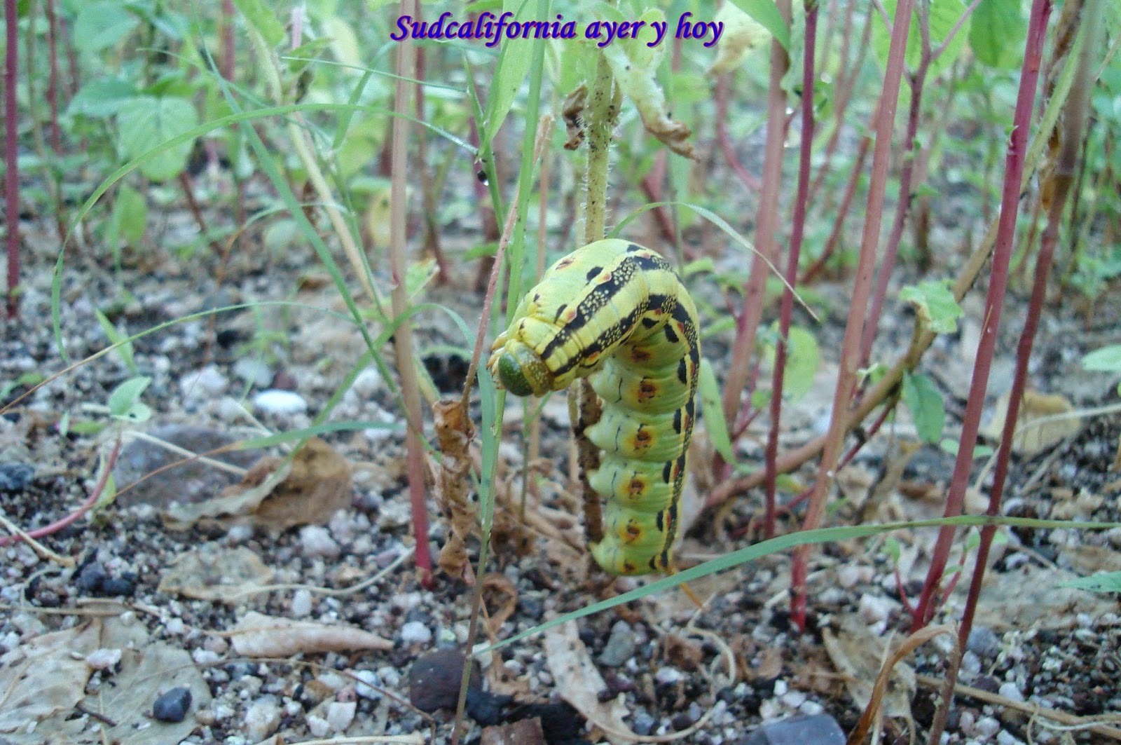 SUDCALIFORNIA DE AYER Y HOY: Fauna en Sudcalifornia.