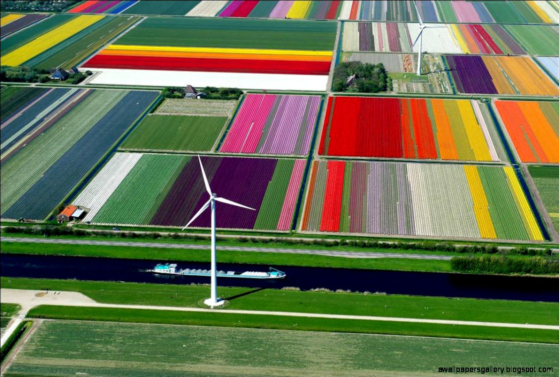 Tulip Fields Aerial | Wallpapers Gallery