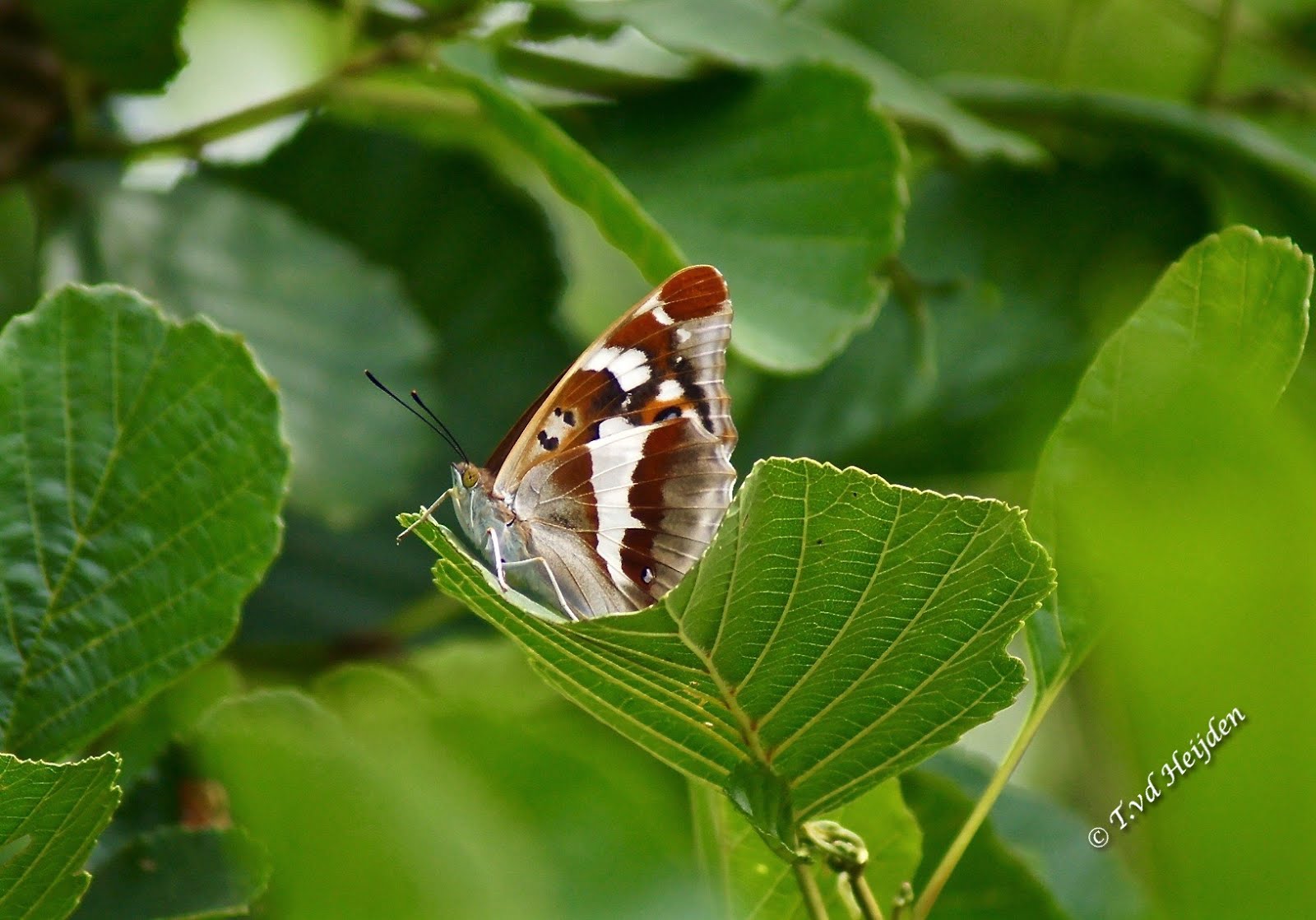 Theo’s Natuur Momenten: DE INSECTEN VAN HET KEMPEN~BROEK