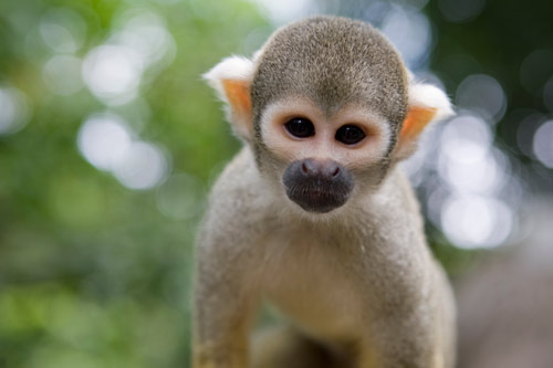 real jungle animals | My HD Animals real jungle animals | My HD Animals