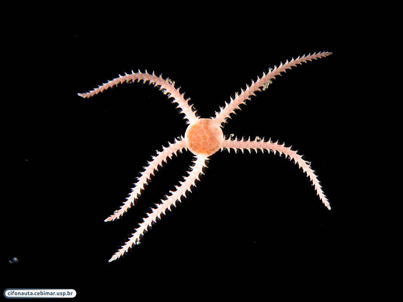 Hidrofilia: Conhecendo os Equinodermos