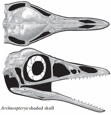 AGATHAUMAS: Archaeopteryx lithographica 1861-2011