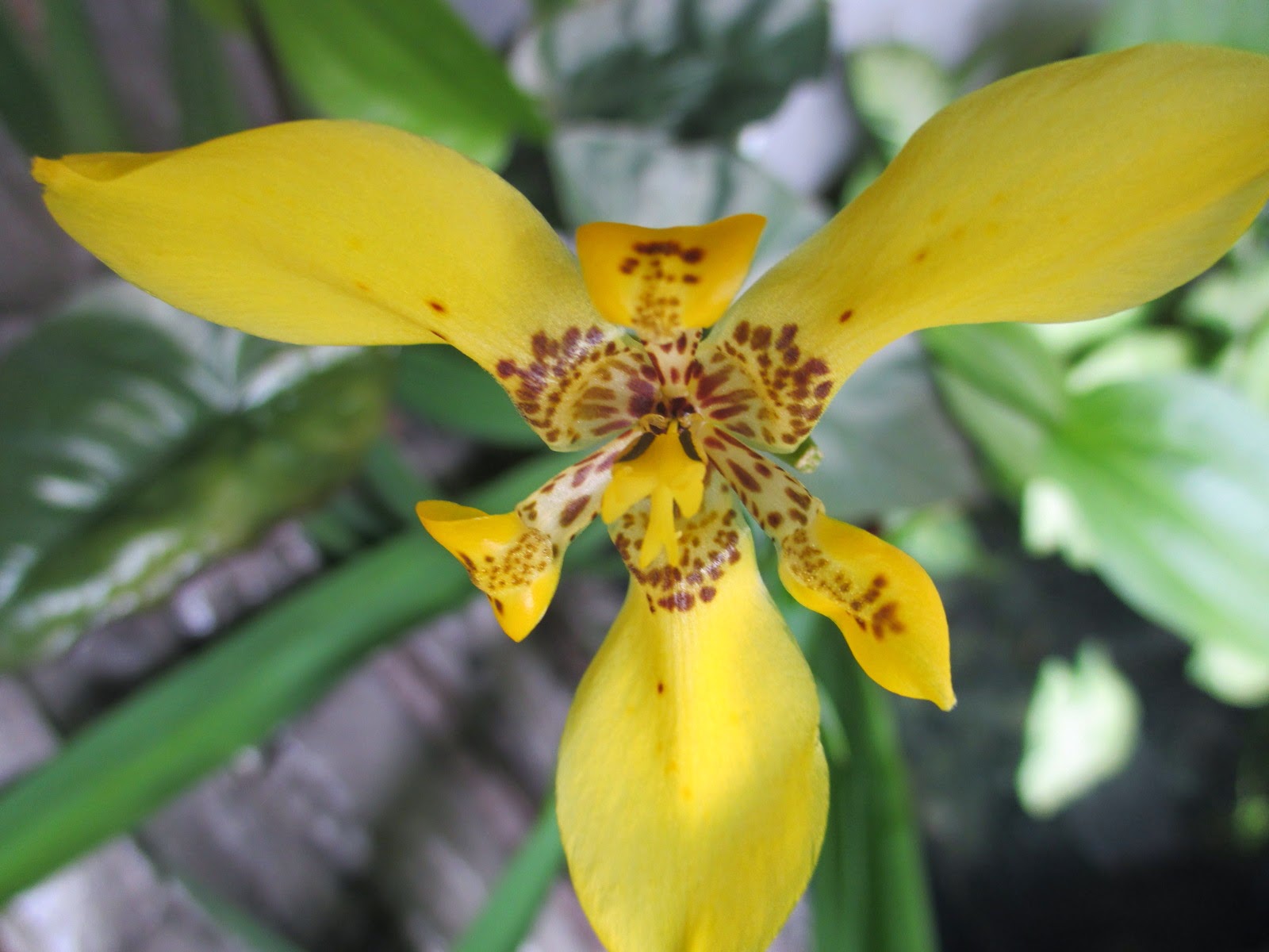 Garden Chronicles of James David: Yellow Walking Iris - Trimezia ...