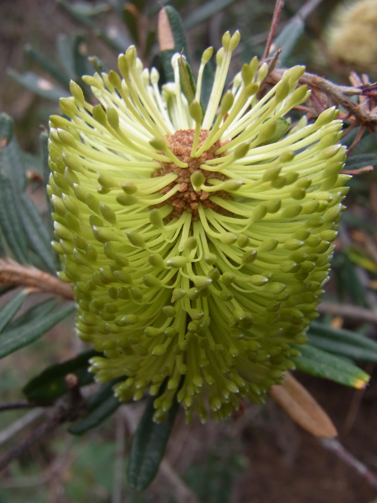 Rotuli's Tassie Bush Blog: Banksia Marginata-many growth forms