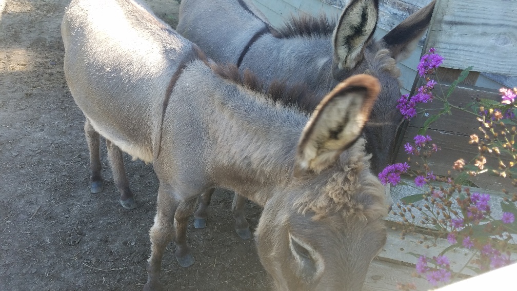 International Blue: Donkey Feet