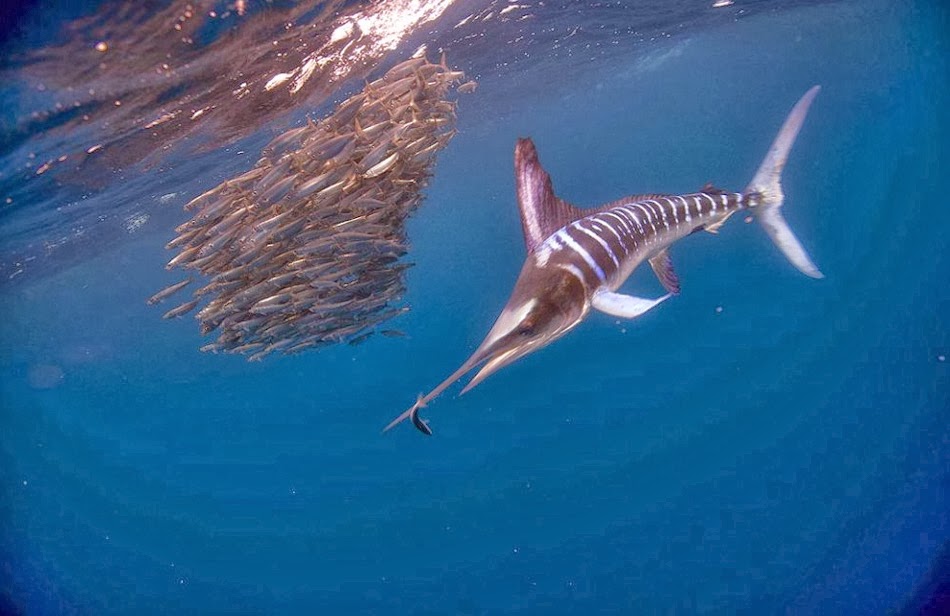 Flora y Fauna Marina: El Pez Espada