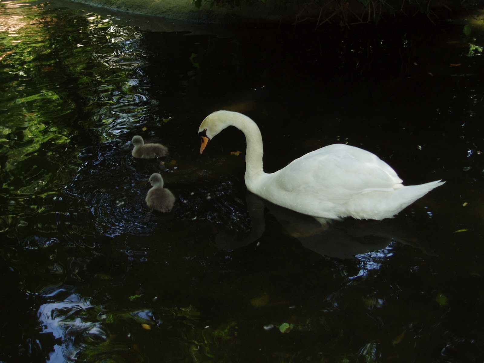 De Tudo E Mais Um Pouco: Cisnei