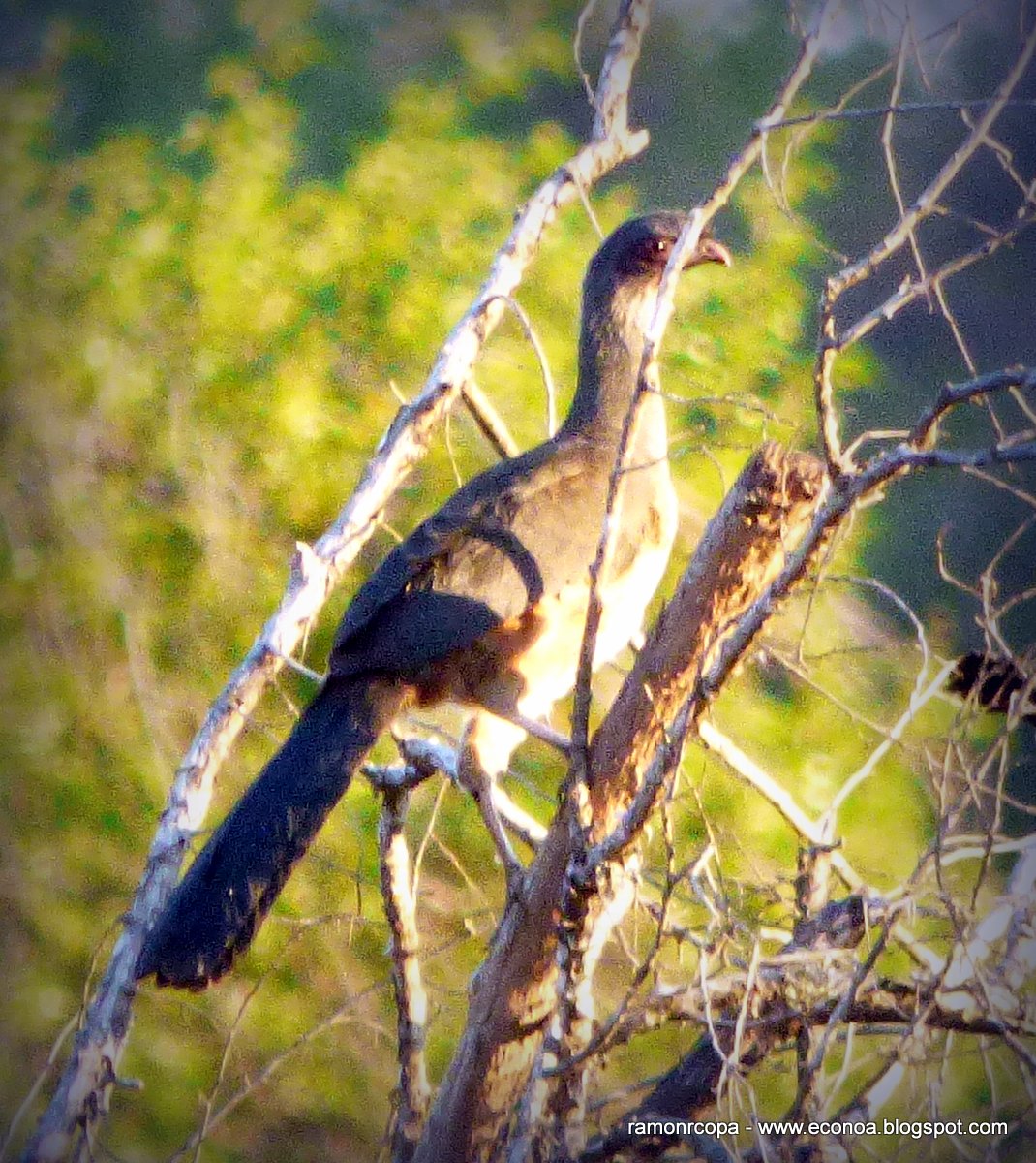 Aves del NOA y algo mas..: Charata (Ortalis canicollis)