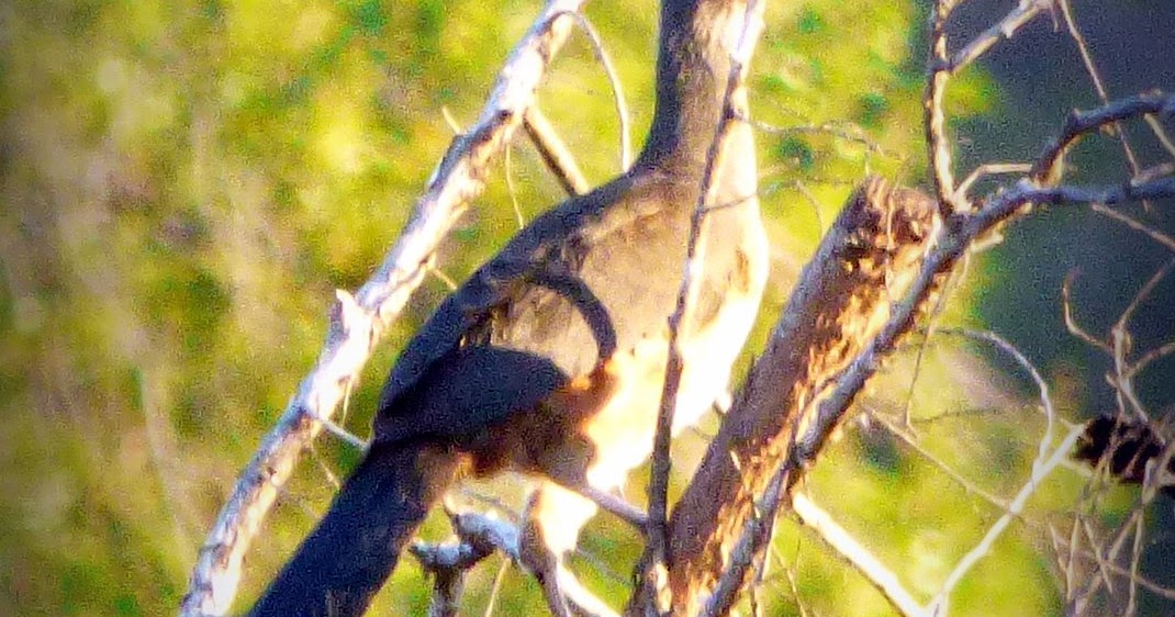 Aves del NOA y algo mas..: Charata (Ortalis canicollis)