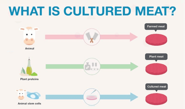 What is Cultured Meat? [Infographic] - ownvisual infographic submission ...
