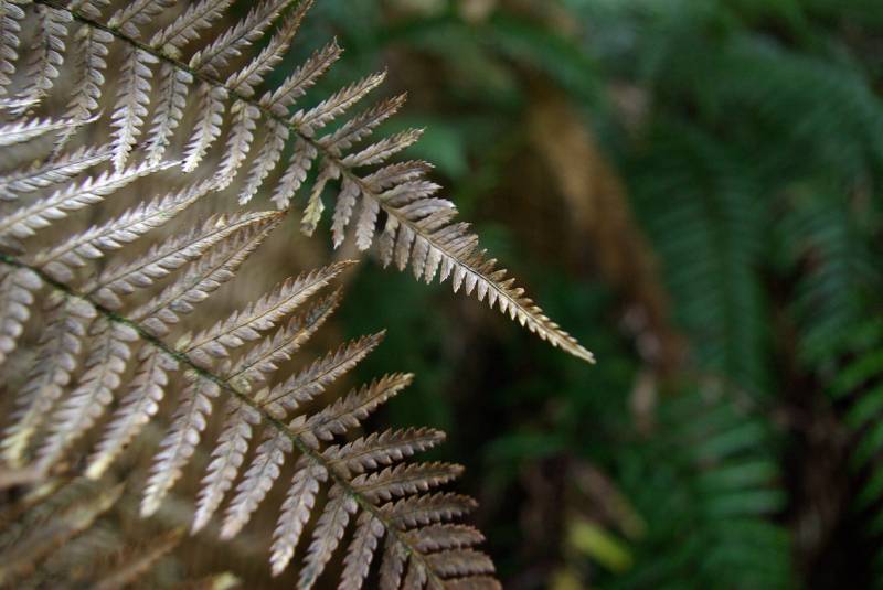 Noua Zeelanda - cel mai frumos capat al lumii: Padurea de feriga