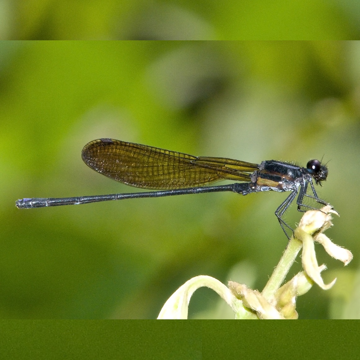 Species New to Science: [Entomology • 2018] Damselflies of the Genus ...