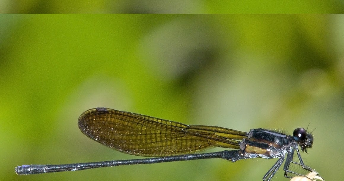 Species New to Science: [Entomology • 2018] Damselflies of the Genus ...