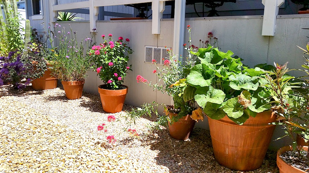 A Container Butterfly Garden