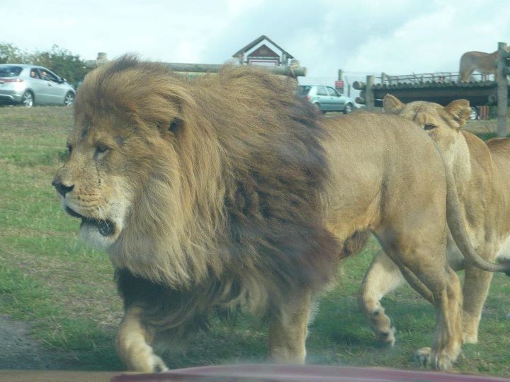 Kodjo Deynoo Poetry (K.D.P) An Impressionist Poet: Loosely Wild