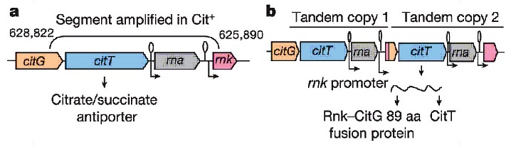 Sandwalk: Lenski's long-term evolution experiment: the evolution of ...